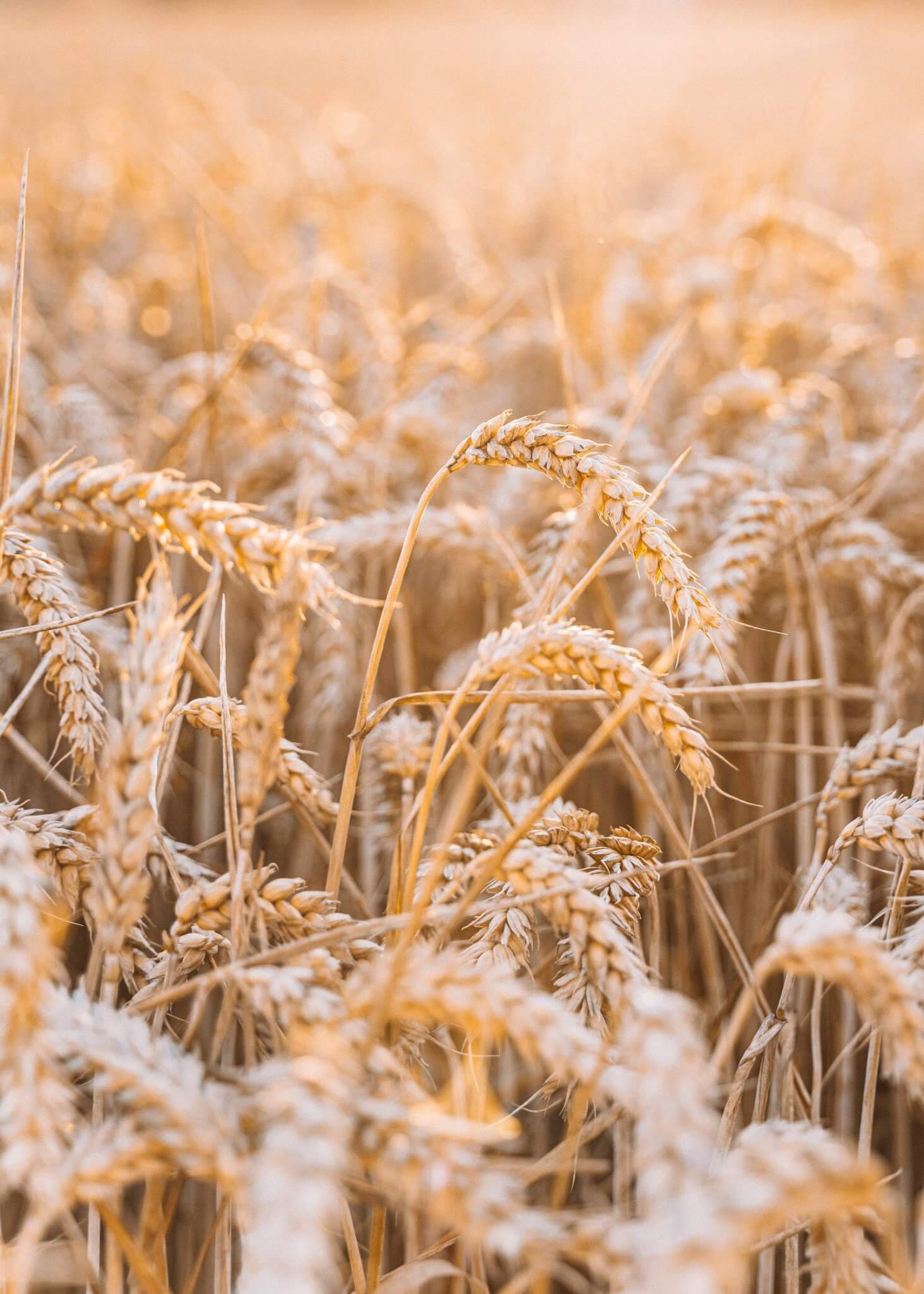 6 Nutritious Substitutes for Flax Seed! - Superb Salt