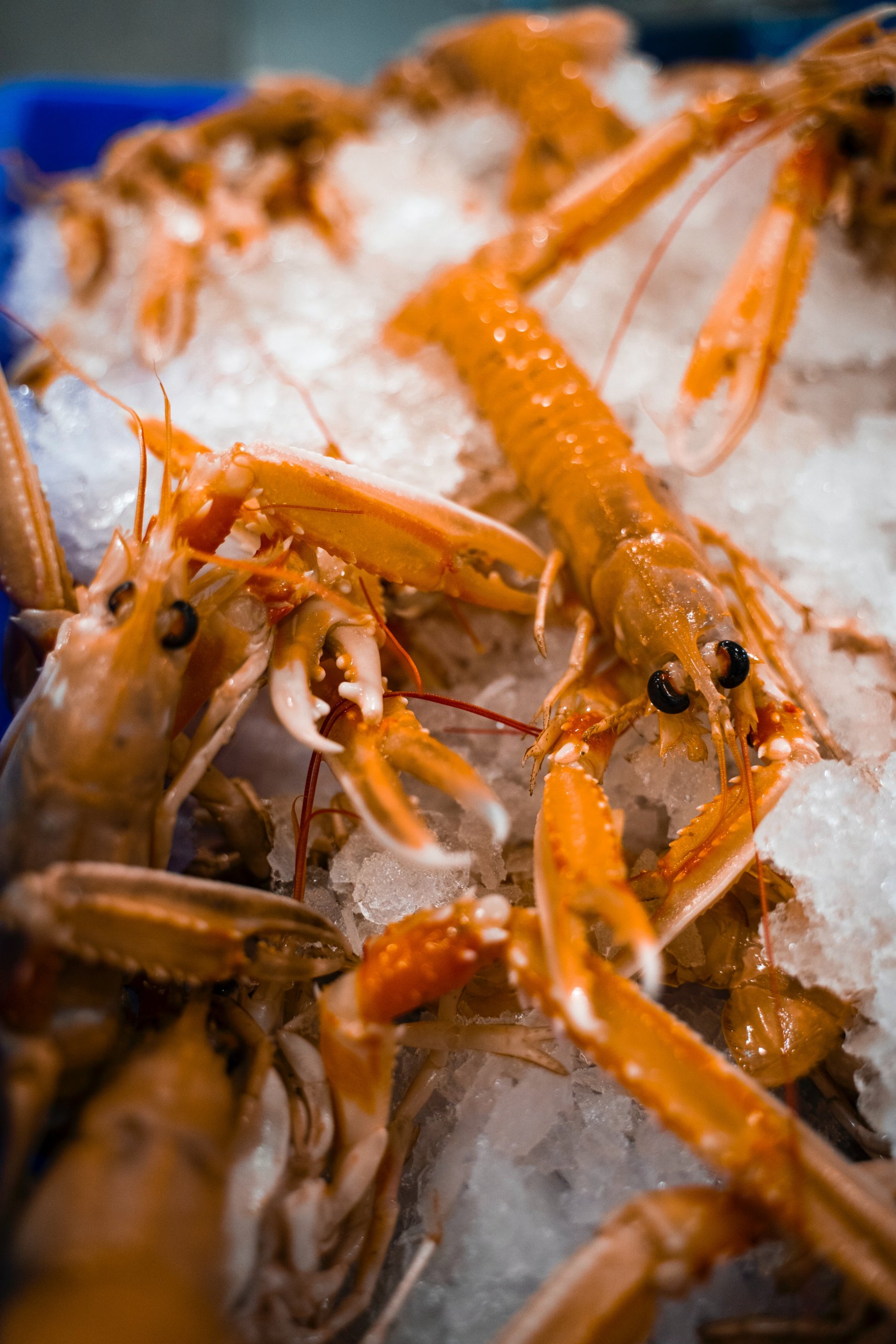 Top 9 Shrimp Substitutes: Tasty Seafood Alternatives - Superb Salt