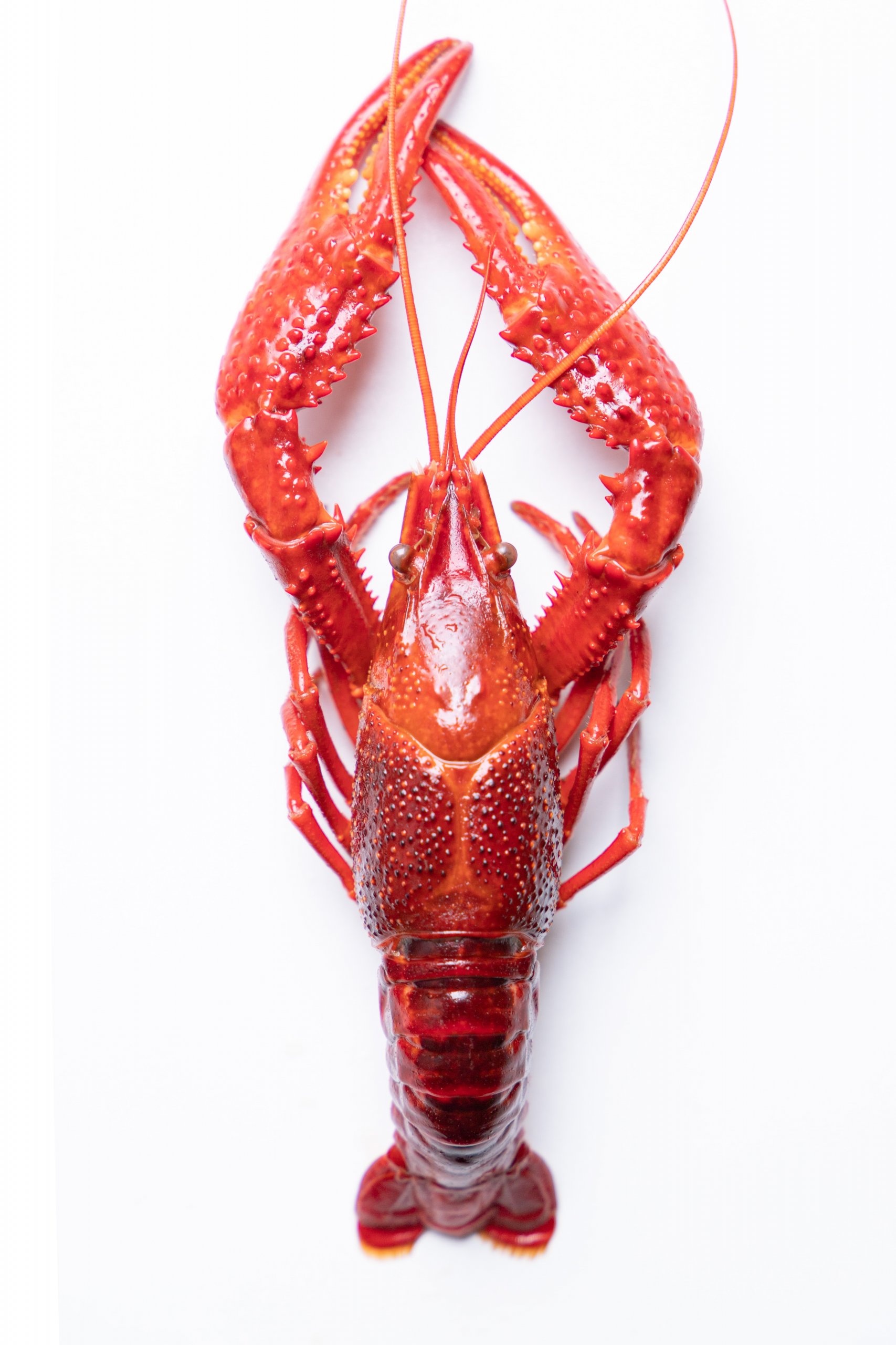 Top 9 Shrimp Substitutes: Tasty Seafood Alternatives - Superb Salt