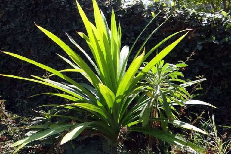 9 Best Pandan Leaves Substitutes + How to Use Them - Superb Salt