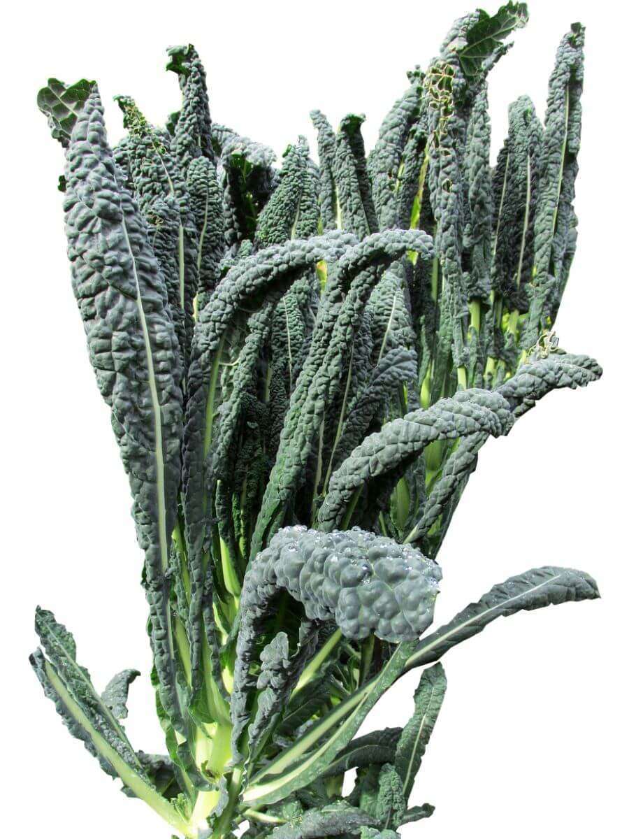 7 Best Substitutes for Chard - Green & Nutritious - Superb Salt